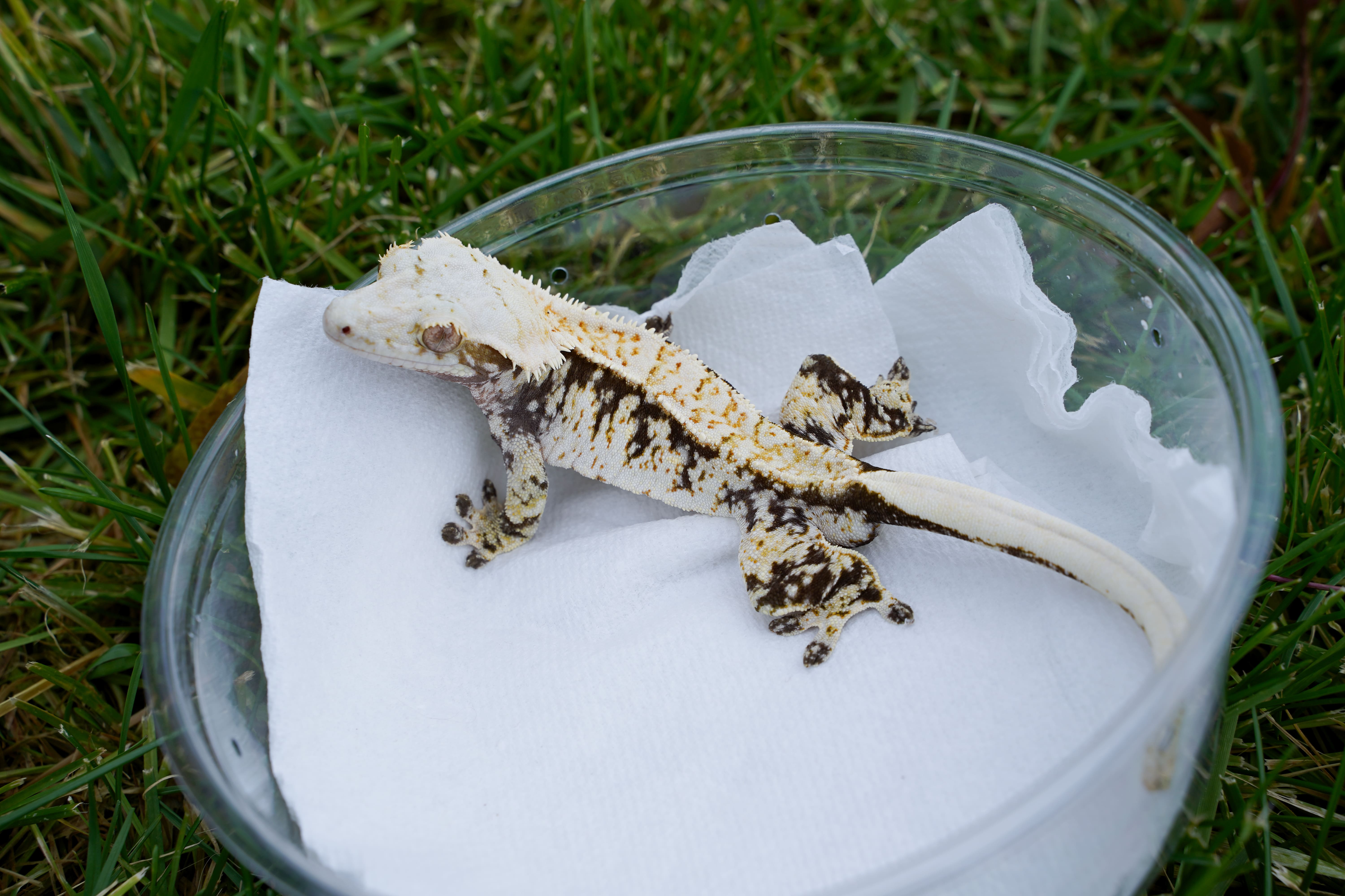 All our shipping supplies and methods meet IATA and FedEx live animal ...